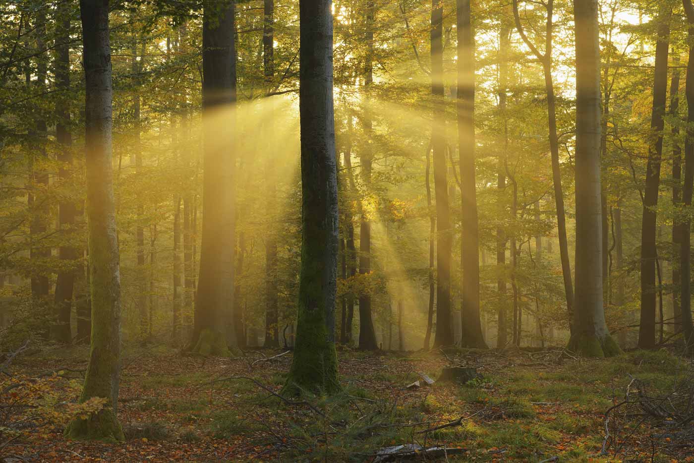 Portrait Photography